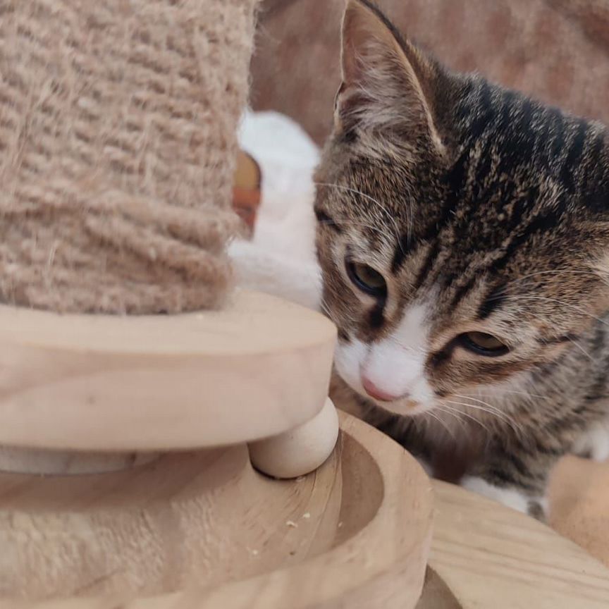 Спасенный из СНТ котёнок ищет дом