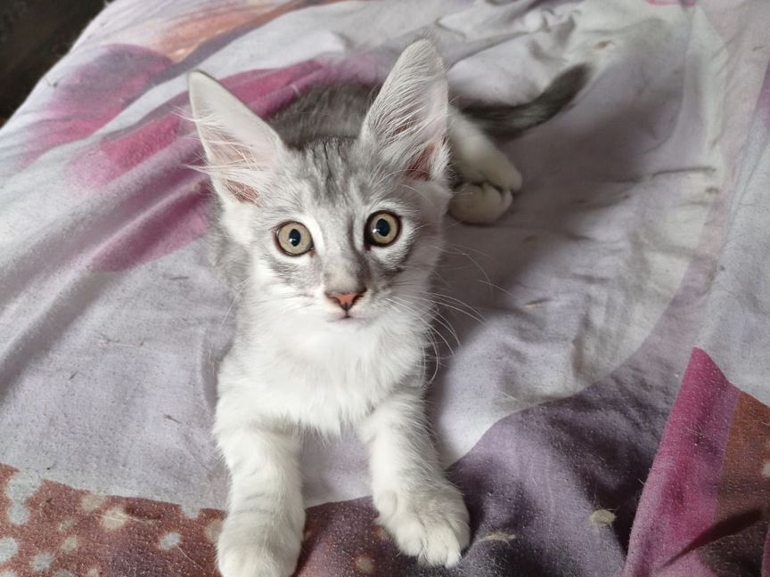 Котенок-мальчик (мейн-кун, сибирская)