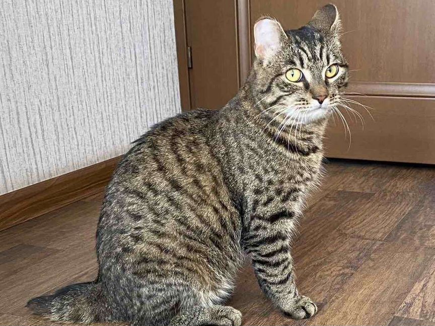 Кот в добрые руки