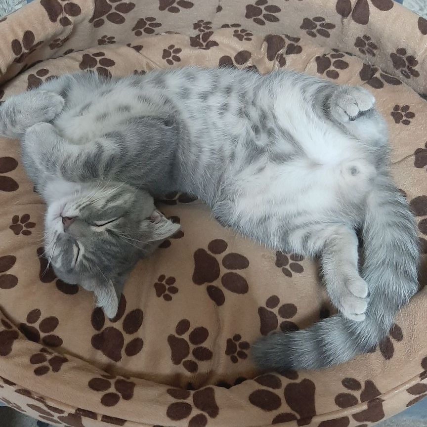 Лежанка для животных