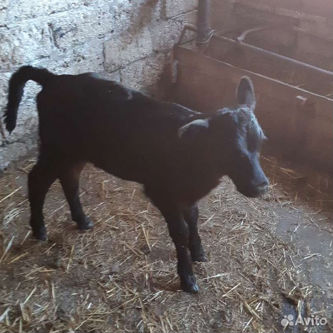 Телочка 10 дней