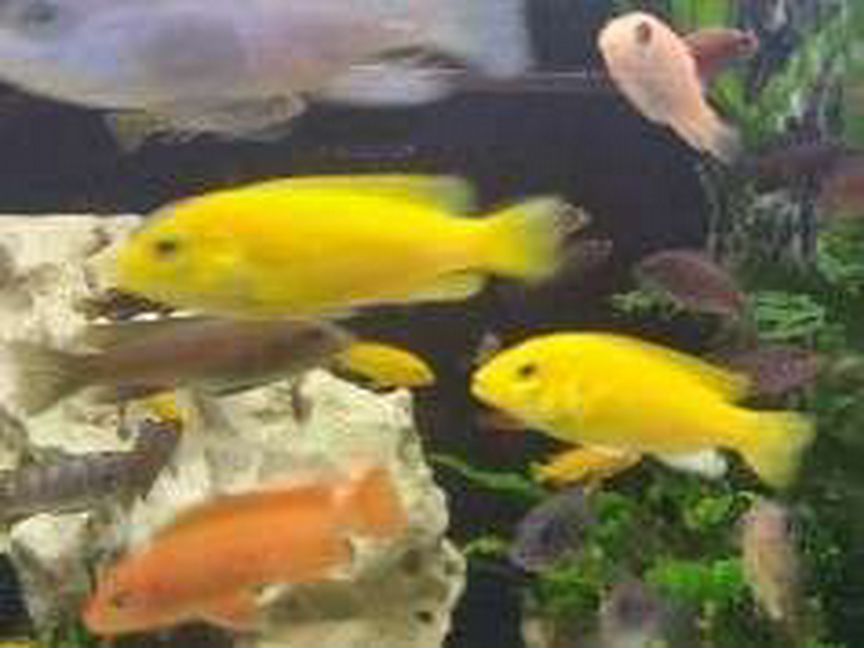 Малавийские цихлиды