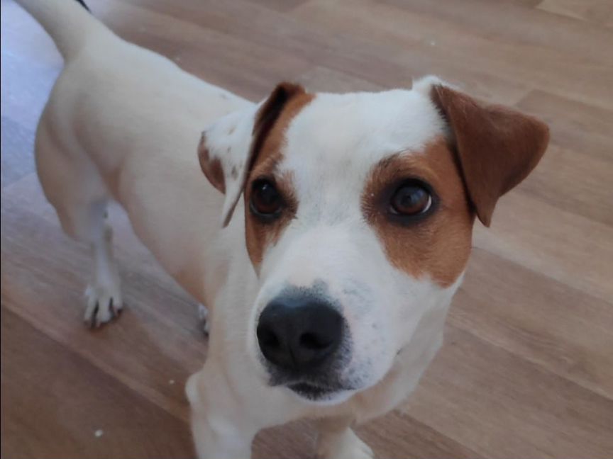 Кобель (джек-рассел) Вязка