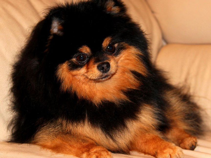 Вязка Шпиц померанский черный с рыжим подпалом