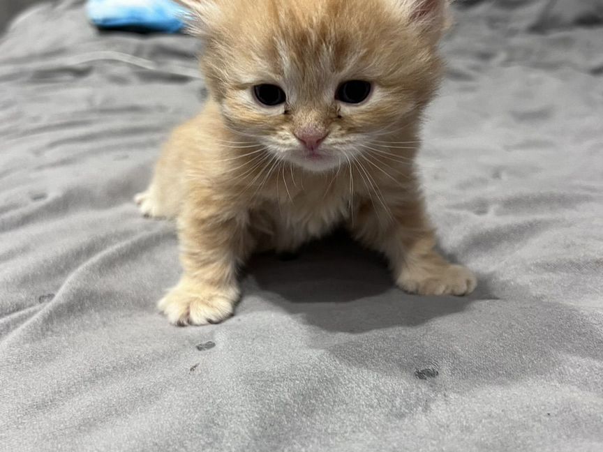 Кошка в дар бесплатно