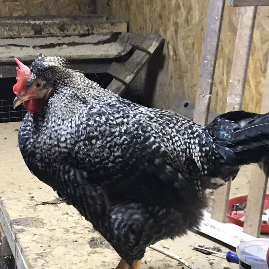 Куры. Молодые петушки