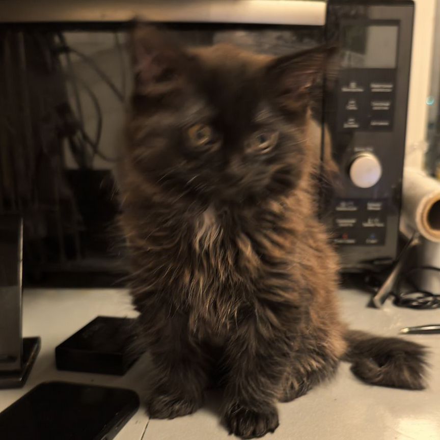 Сибирский котёнок