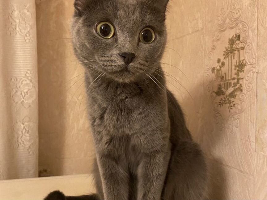 Шотландская прямоухая кошка