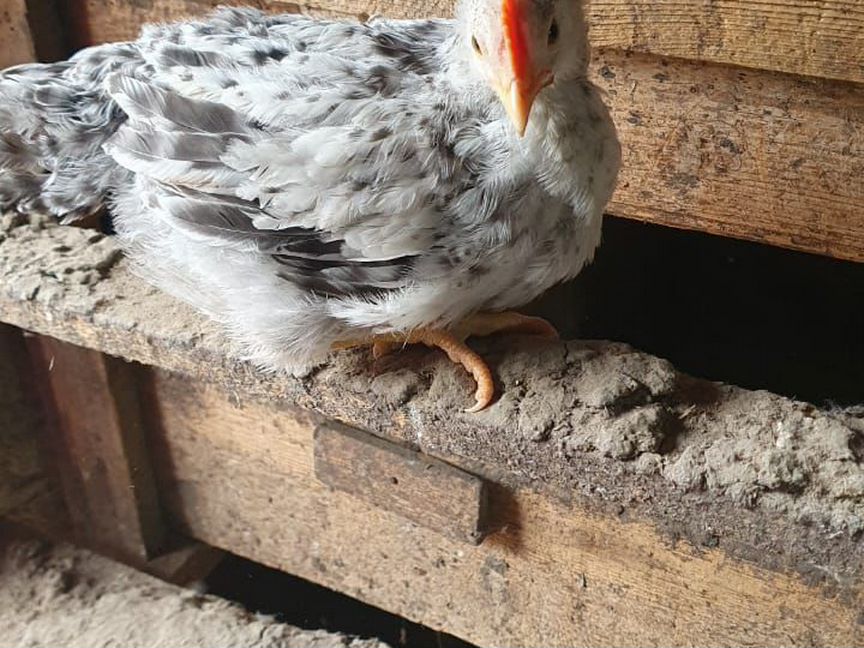 Куры молодые