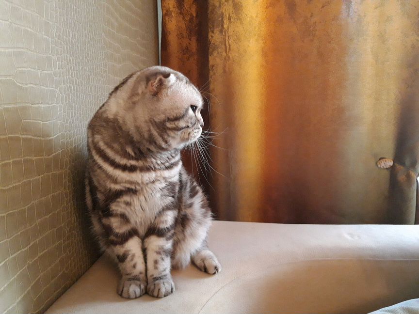 Шоколадный мраморный кот на вязку