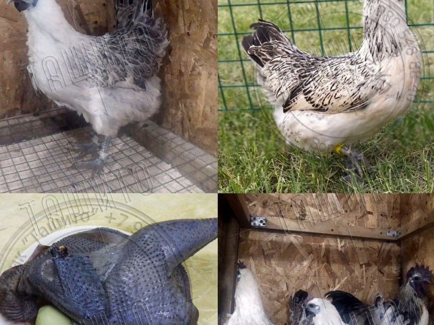 Люйкеданьцзи, ухейилюй, лакендази
