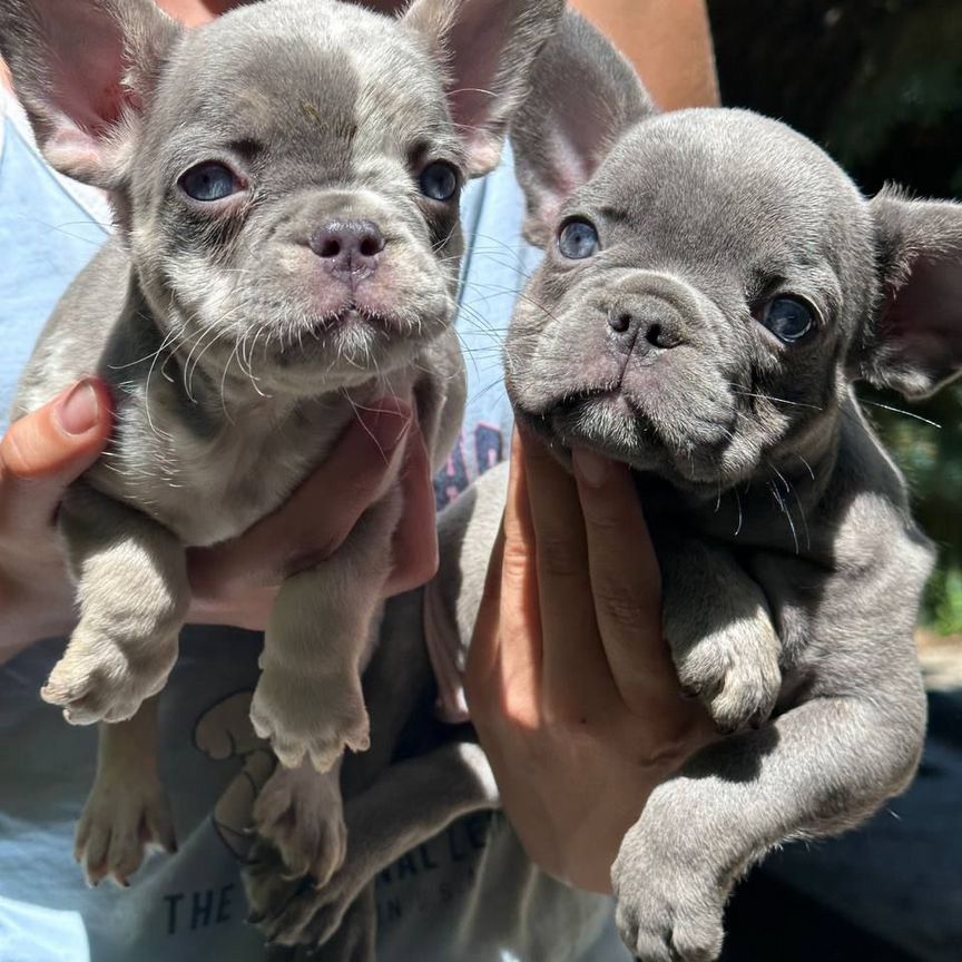 Французский бульдог щенки эксклюзив