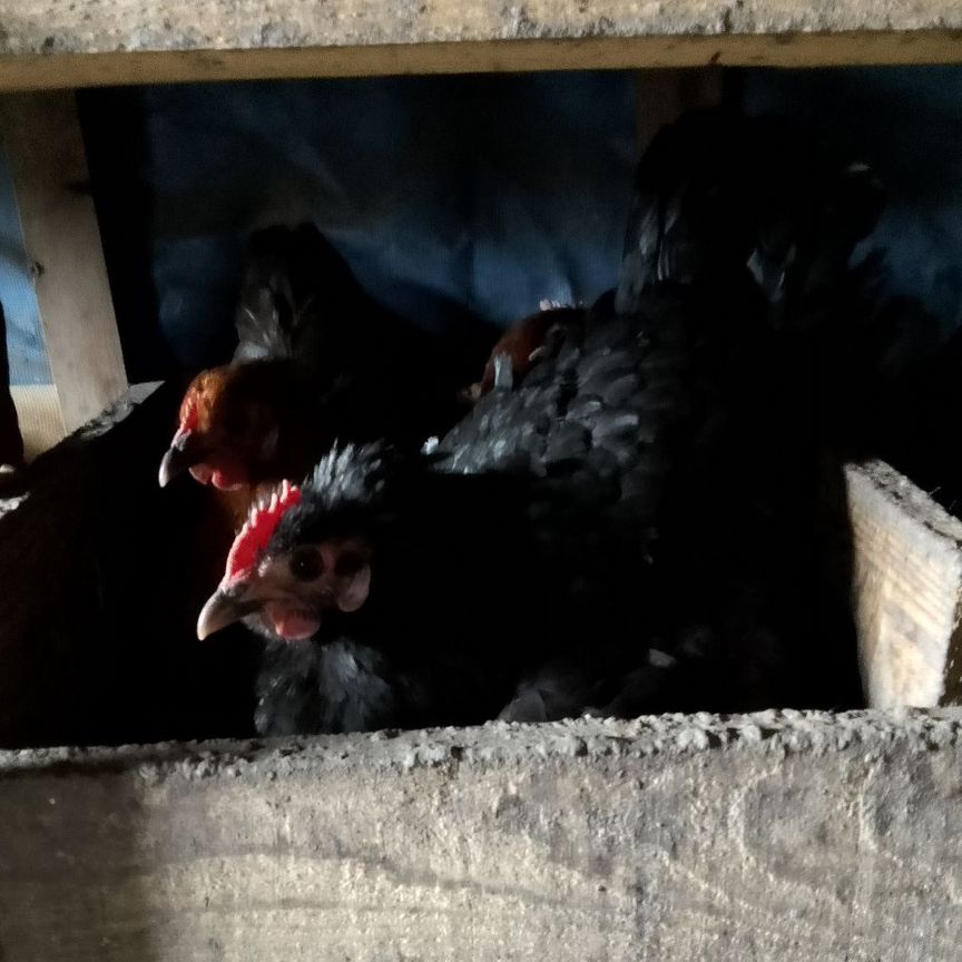 Куры квочки