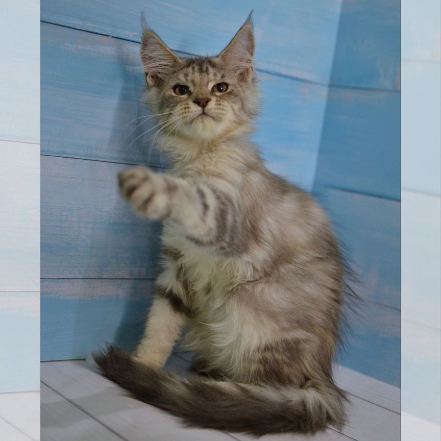 Мейн-кун котёнок