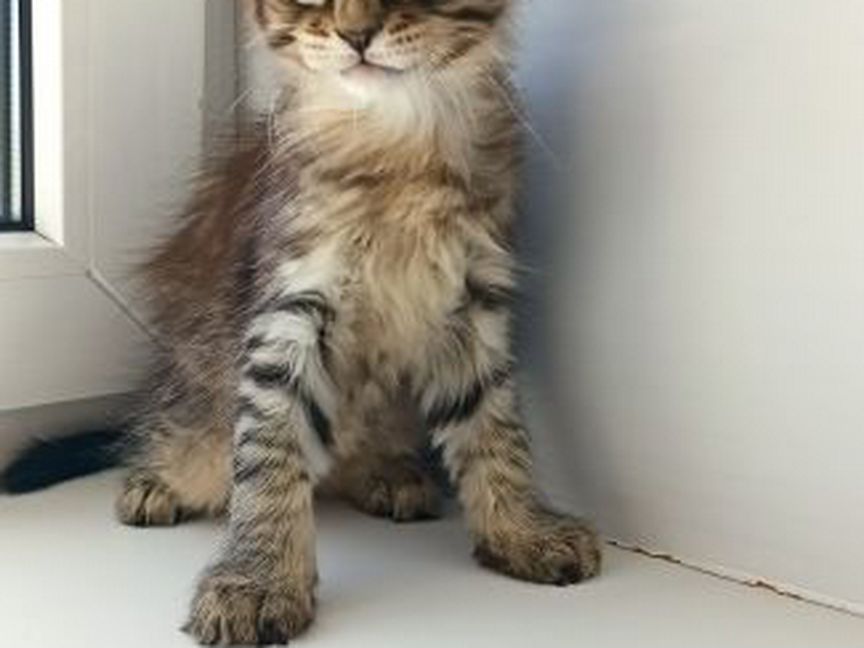 Котята мейн-кун