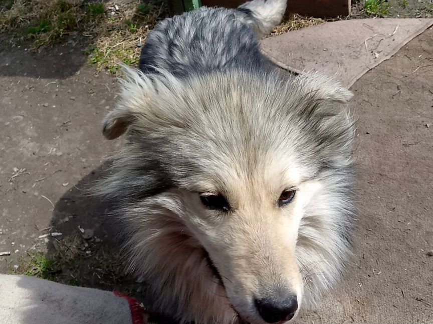 Найти дом собаке за 7 дней