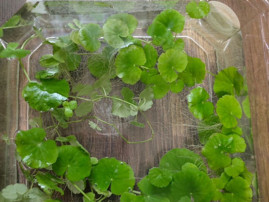 Аквариумные растения