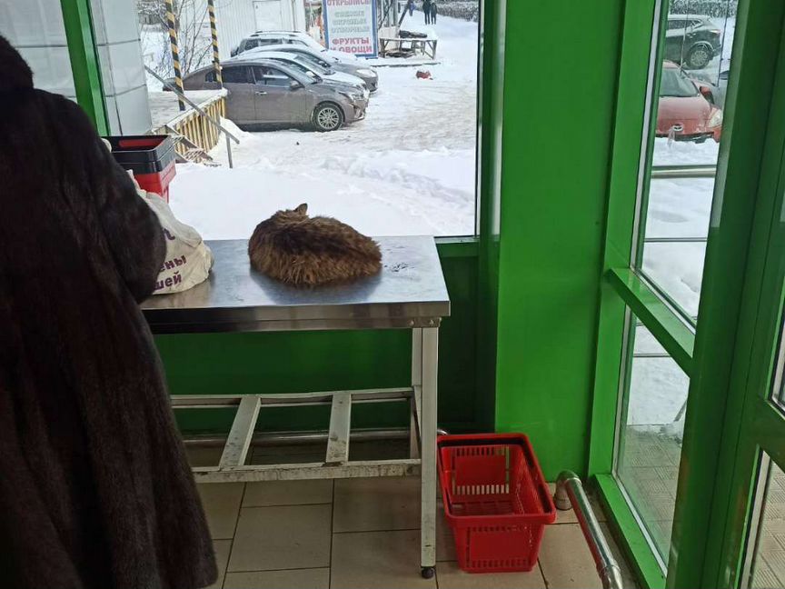 Котик в добрые руки, бесплатно