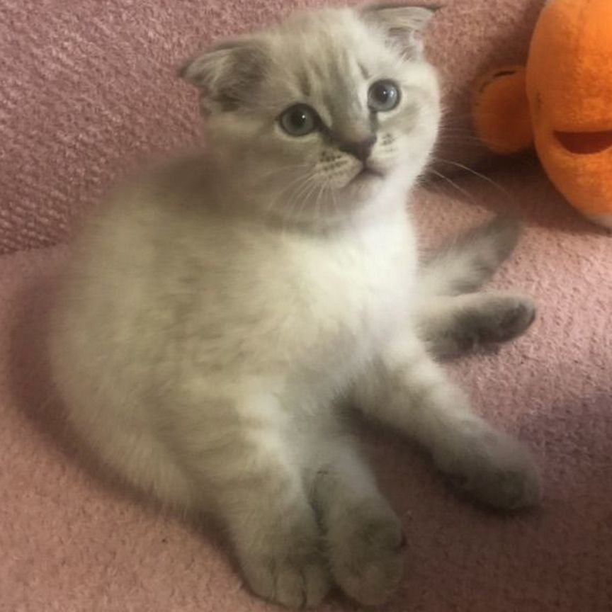 Шотландский вислоухий короткошёрстный котёнок