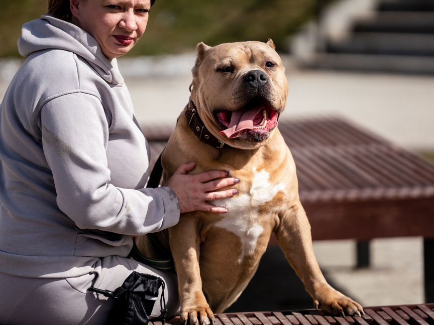 Американский булли XL вязка