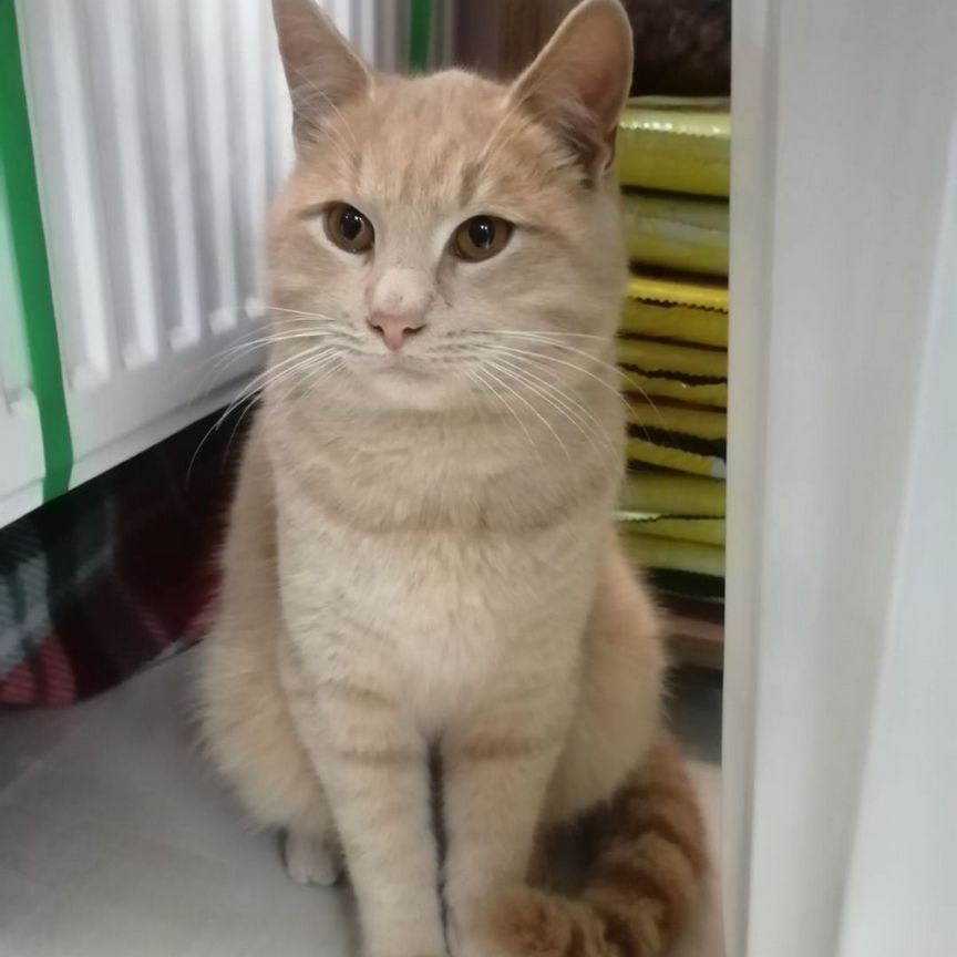 Рыжий котик-подросток