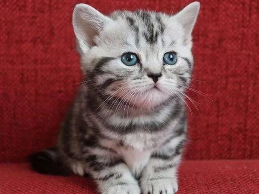 Британские котята