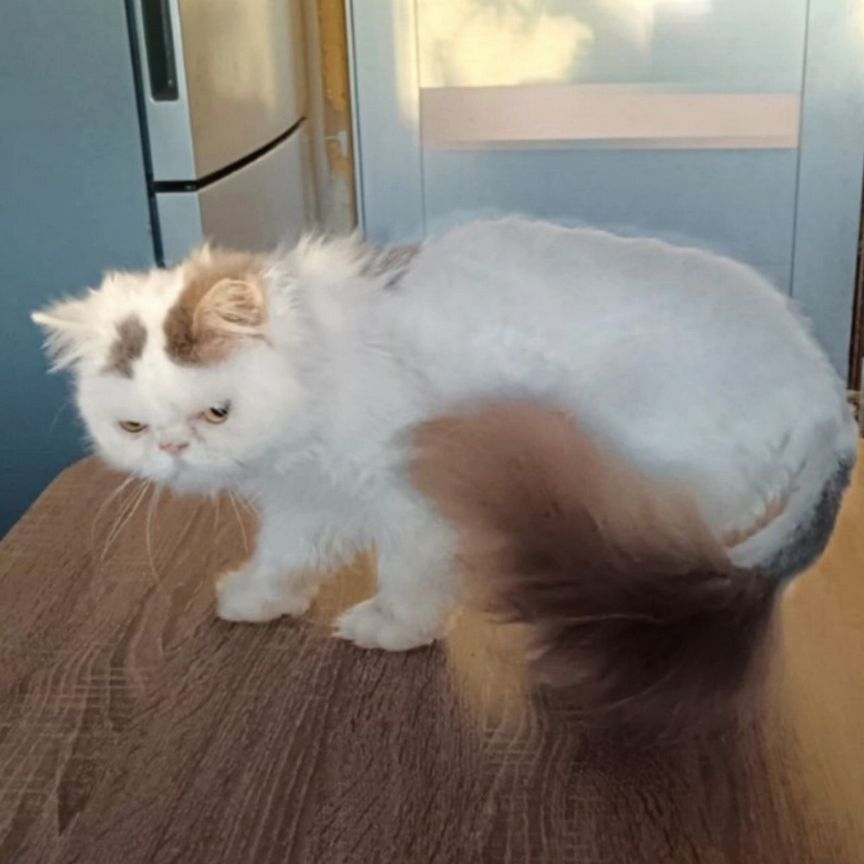 Экзотический короткошёрстный котёнок