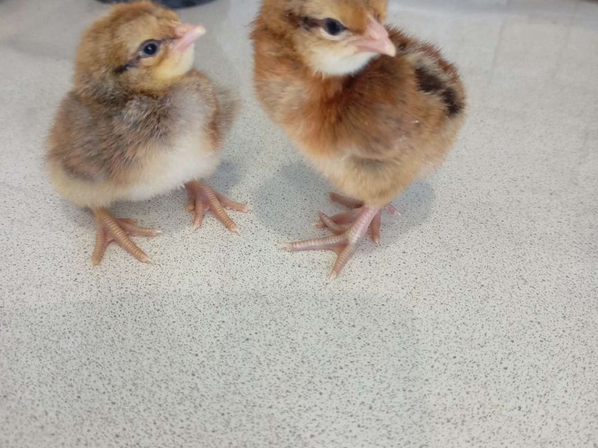 Цыплята порода Белефельдер