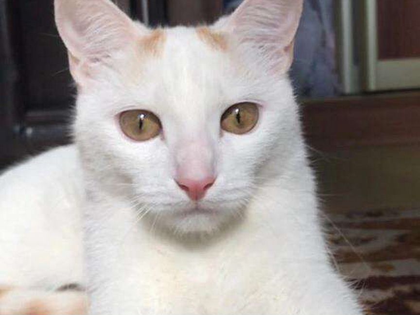 Турецкая ангора. Помесь