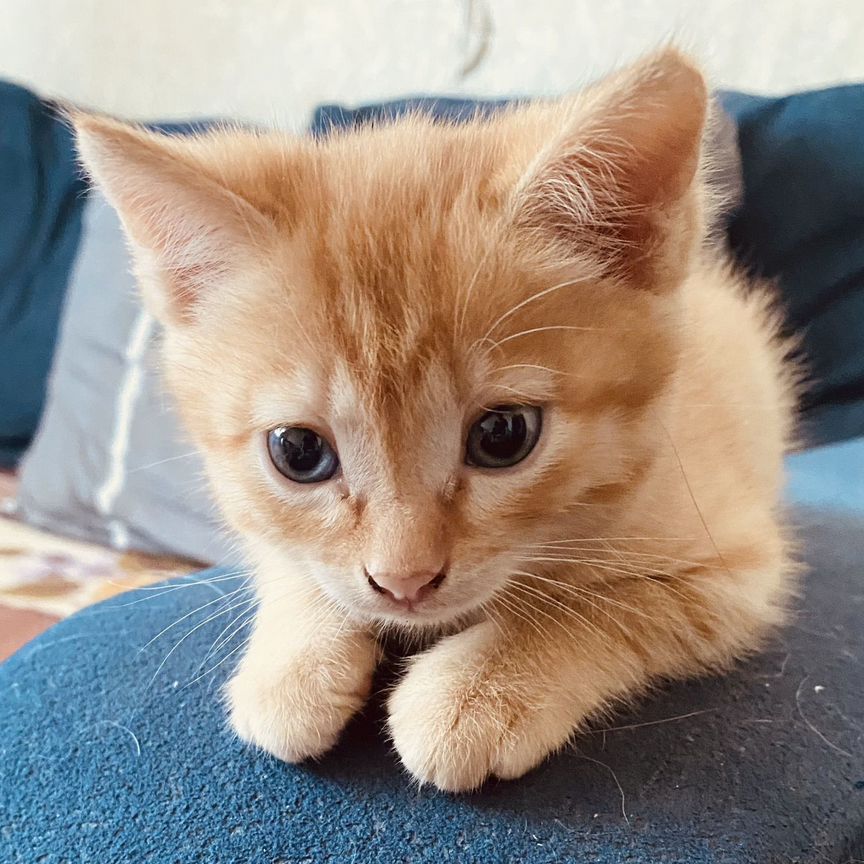 Отдам котенка в добрые руки мальчик