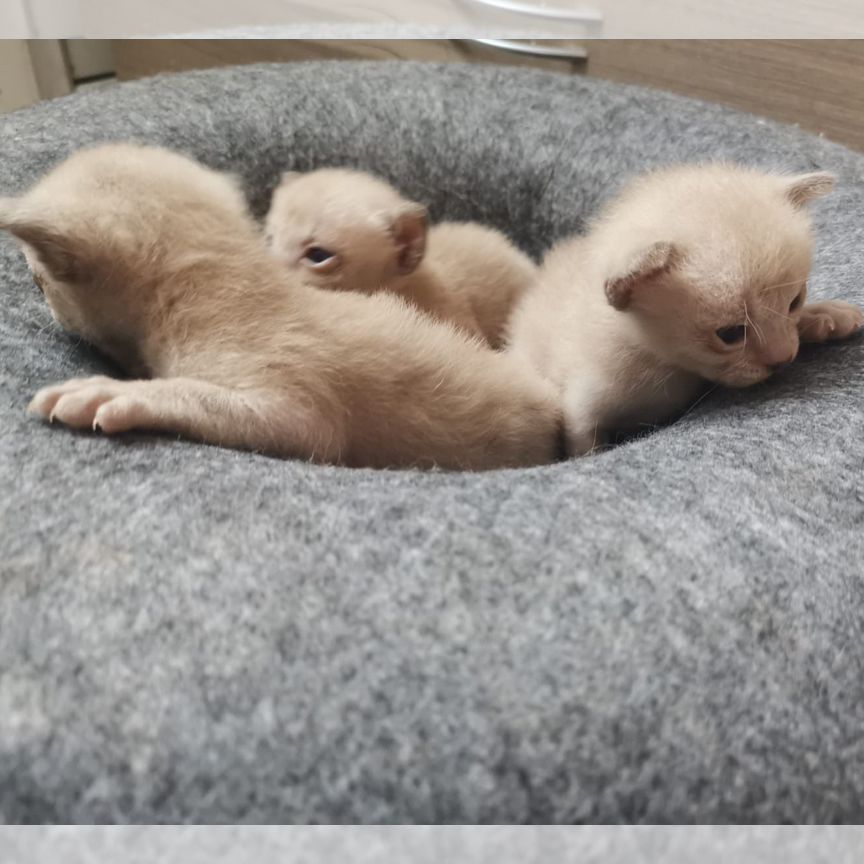 Котята бурма
