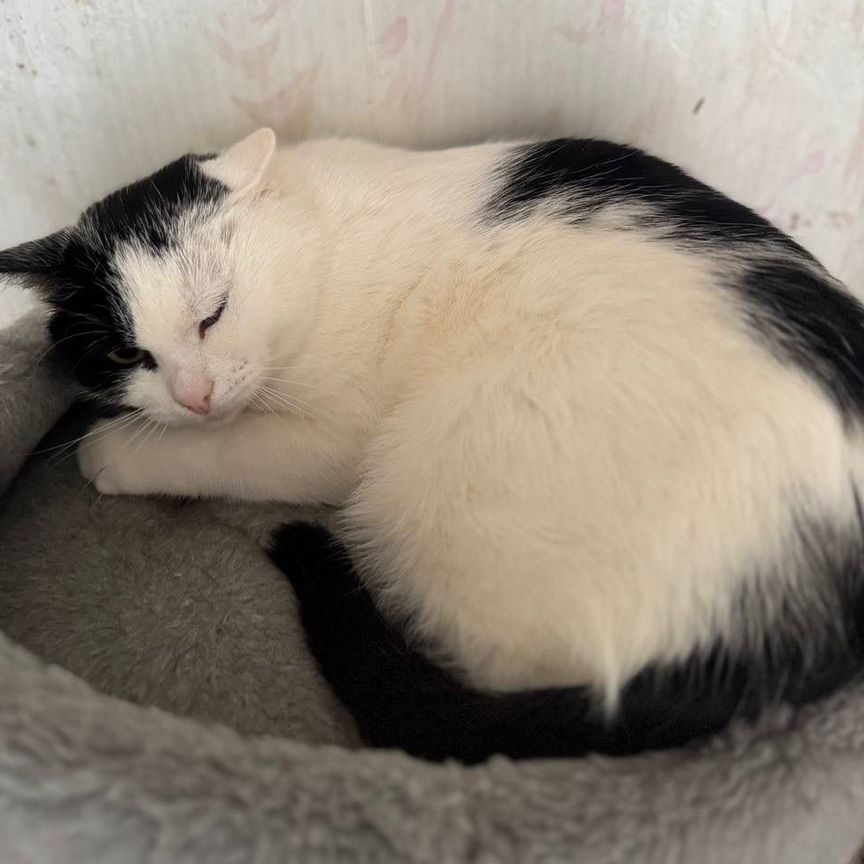 Кошка загадка Ниса такой окрас и нежность