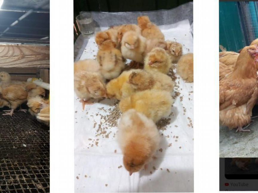 Цыплята орпингтоны суточные и двухнедельные