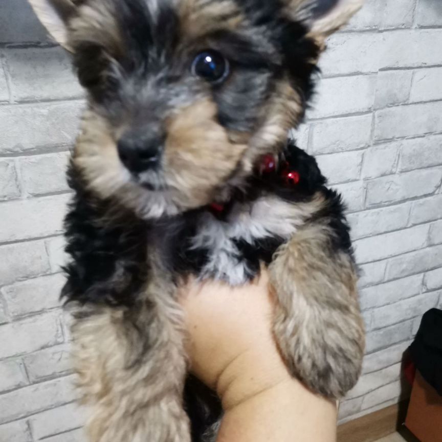 Йоркширский терьер детки стандарт