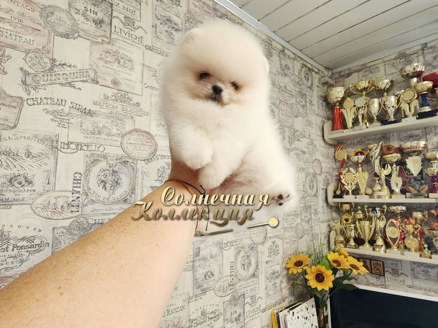 Курносый Шпиц мини мальчик померашечка