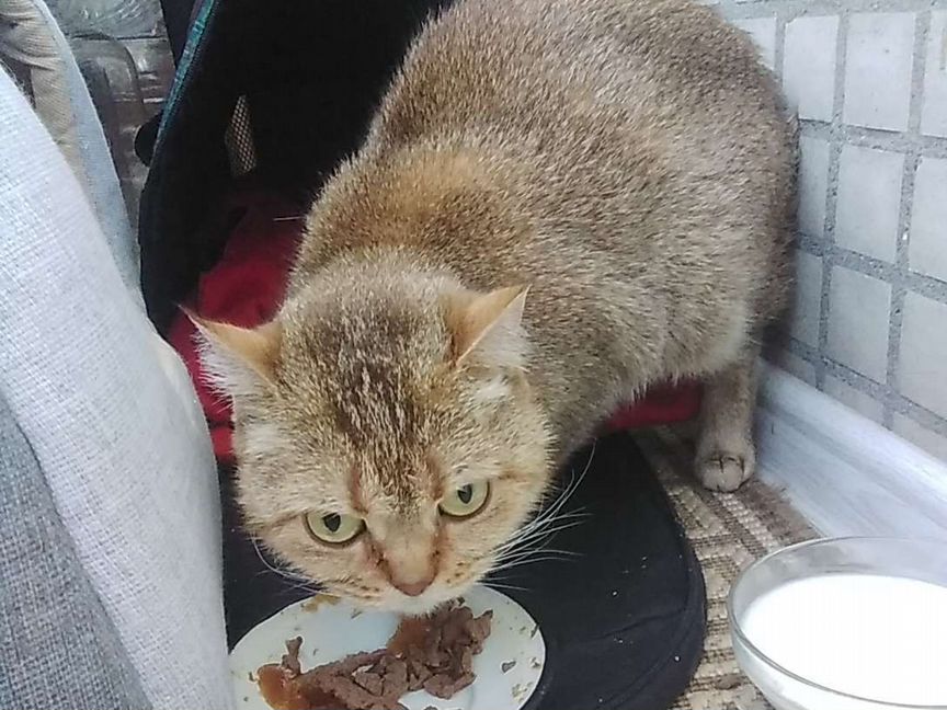 Британская кошка