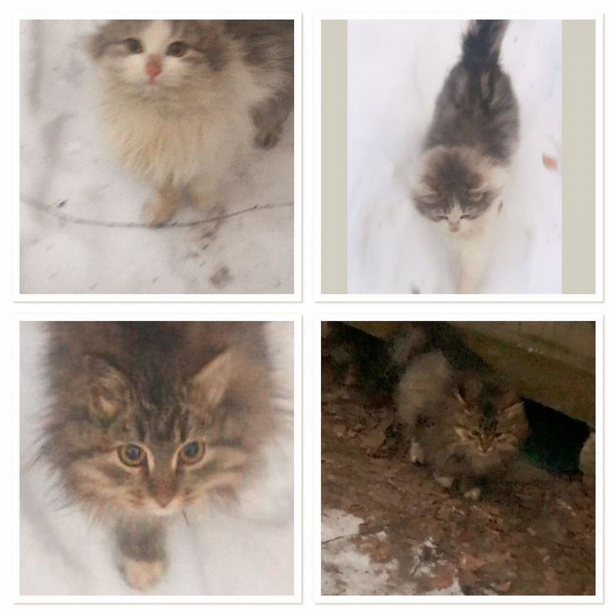 Котята пушистые в добрые руки бесплатно