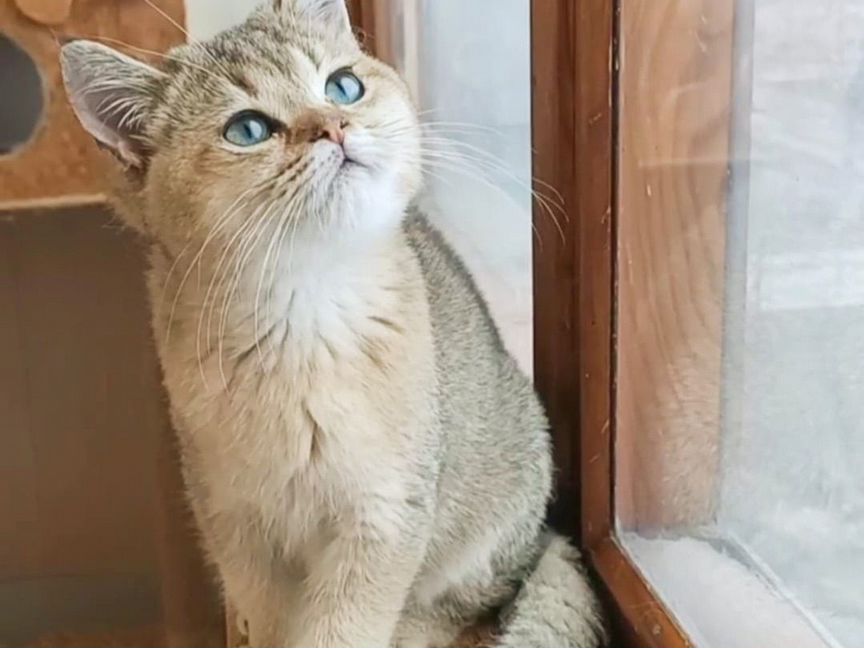 Котята Золотая Шиншилла