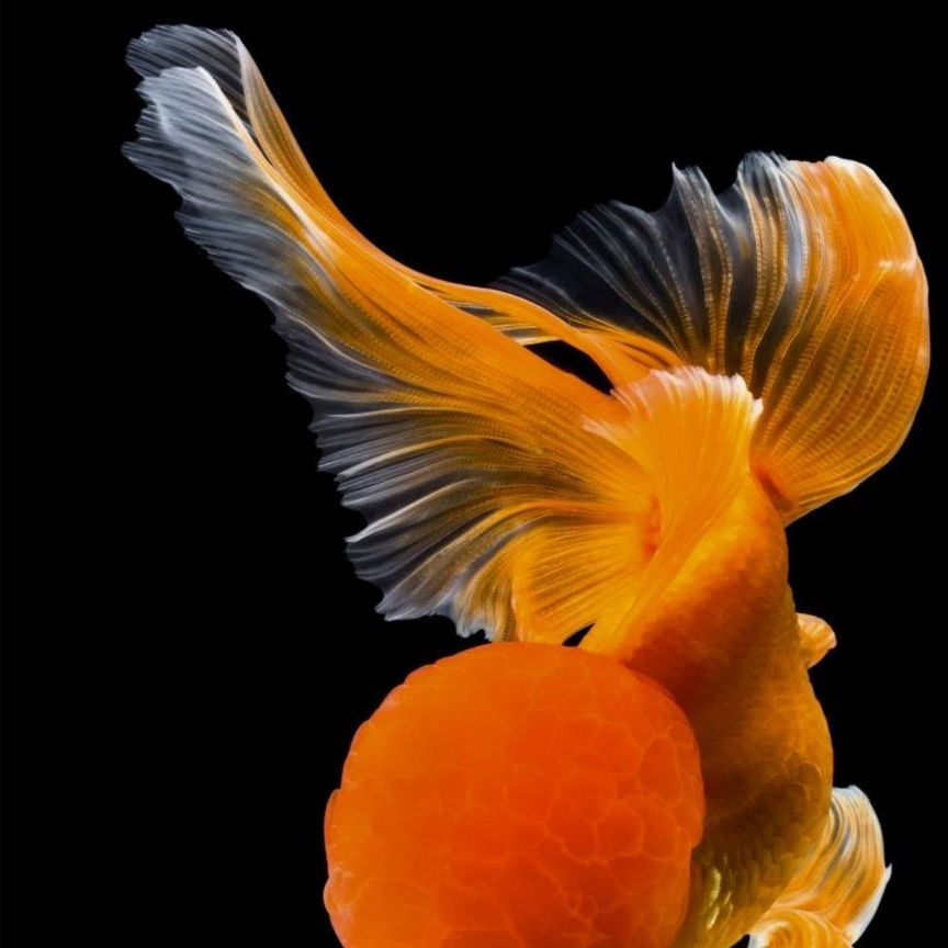 Золотая рыбка