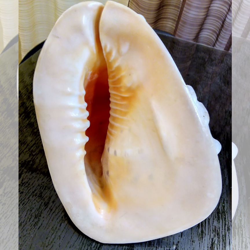 Ракушка морская большая