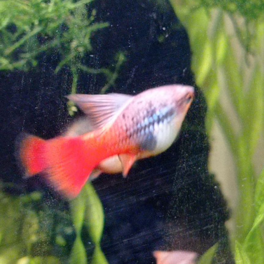 Пецилия флаговая