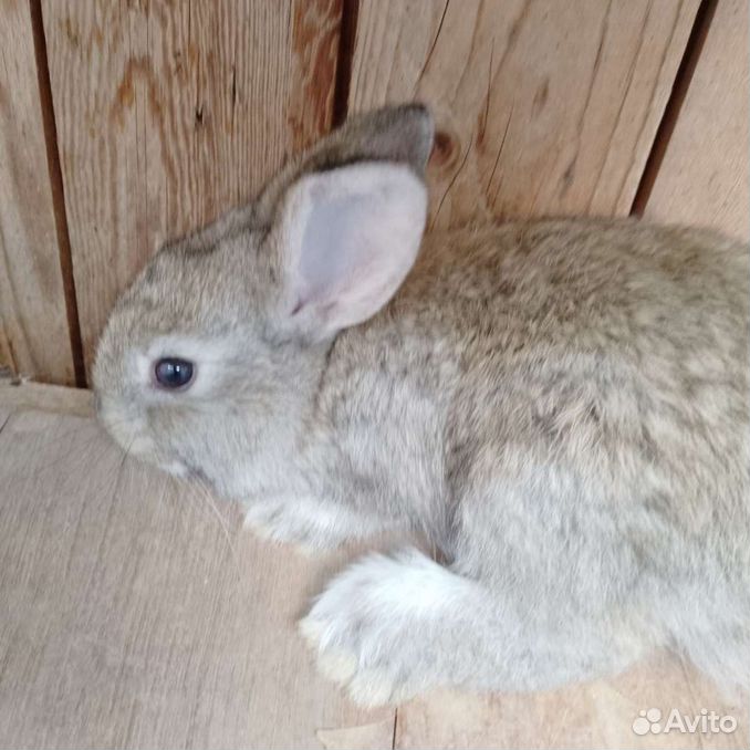Кролики фландр