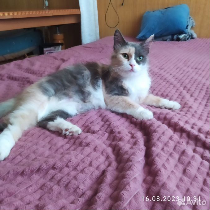 Отдам подарю бесплатно