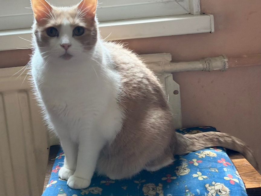 Спокойный вальяжный рыжий кот ищет новый дом