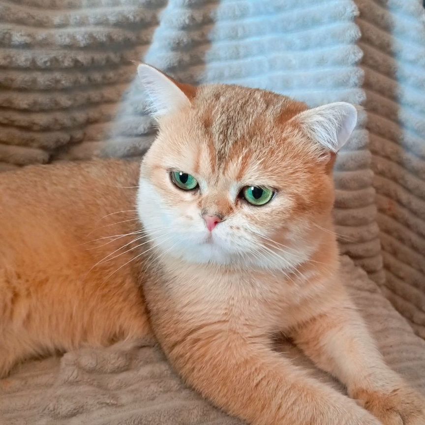 Котик Барсик