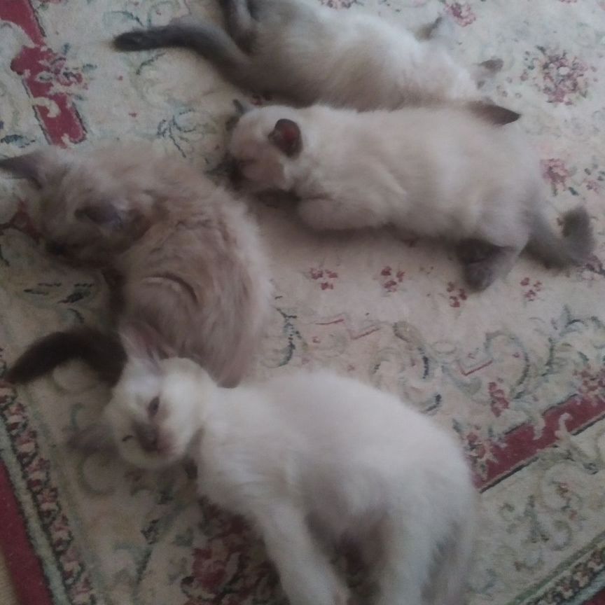 Невская маскарадная