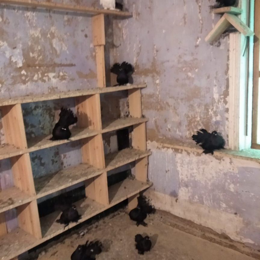 Статные голуби