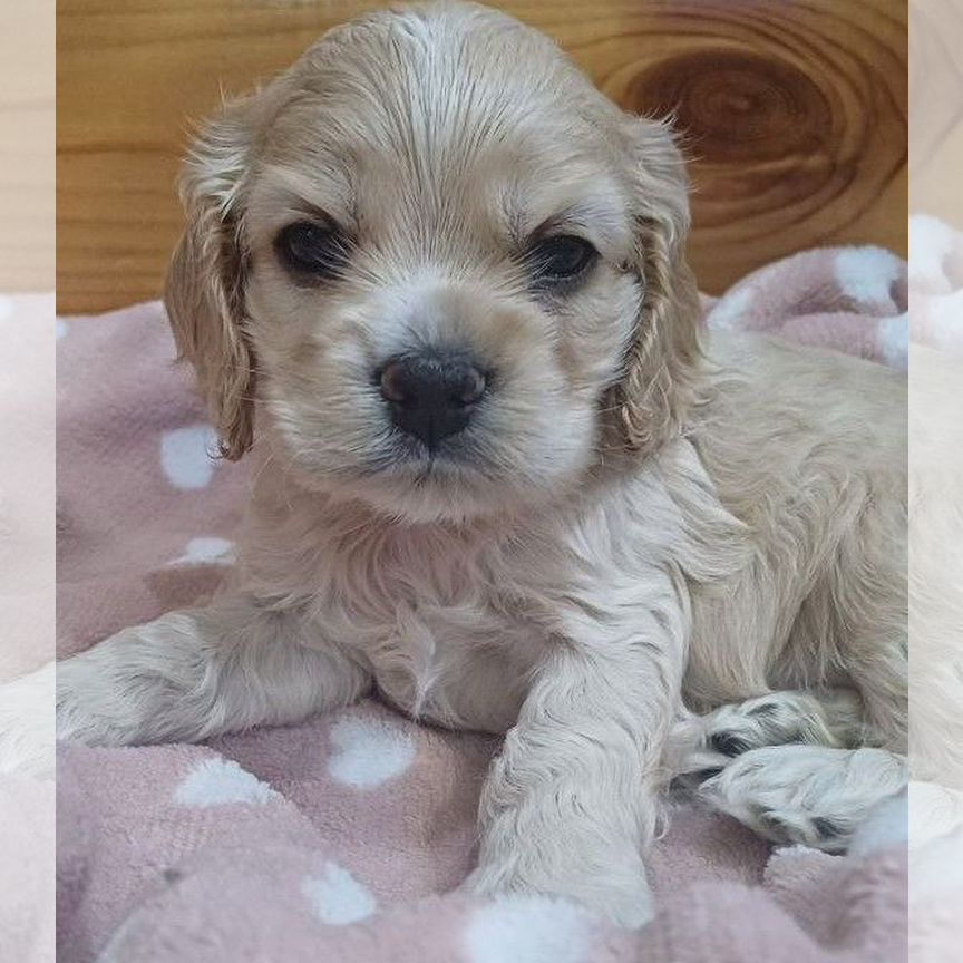 Американский кокер-спаниель, щенок