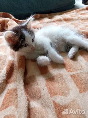 Котята три мальчика