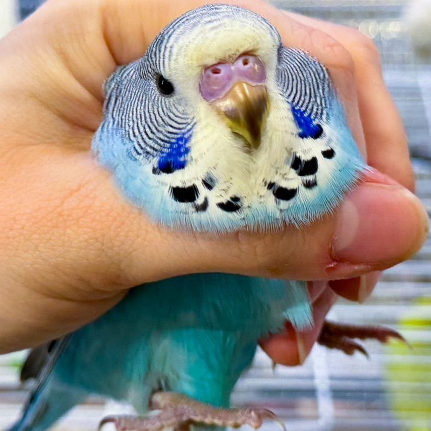 Ручные Чехи Волнистые Доставка Клетки